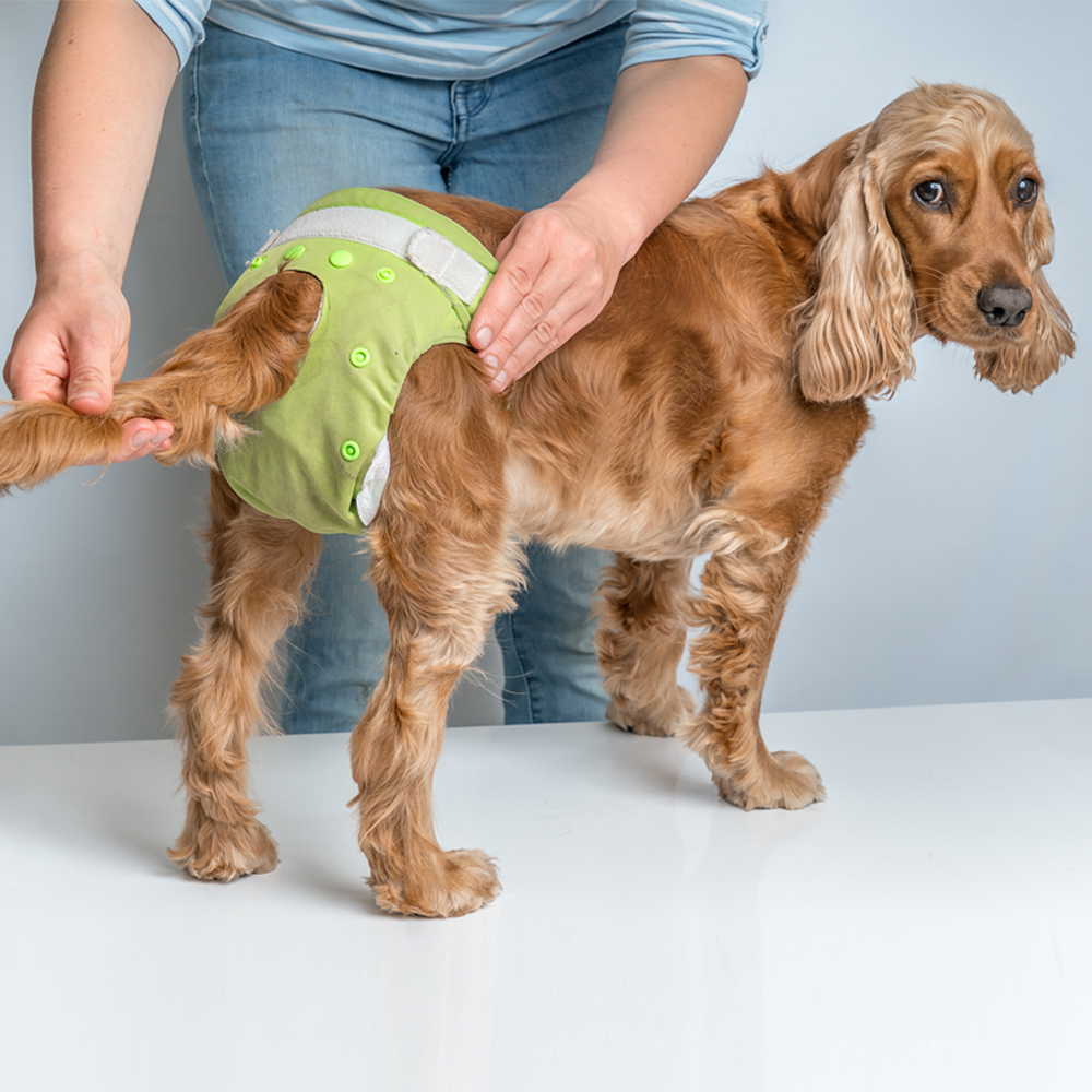 Female Dog Diaper - Bamboo Baby